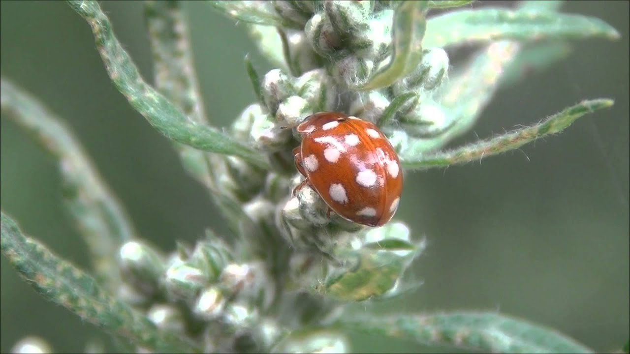Pensaspisarpirkko - Calvia quatuordecimguttata ( cream-spot ladybird ...
