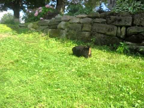YELLOW COLLAR MALE- 5 weeks- Lily-Judd 6/5/11 litter - YouTube