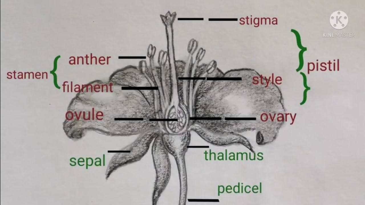 parts of a flower(for upper primary students) - YouTube