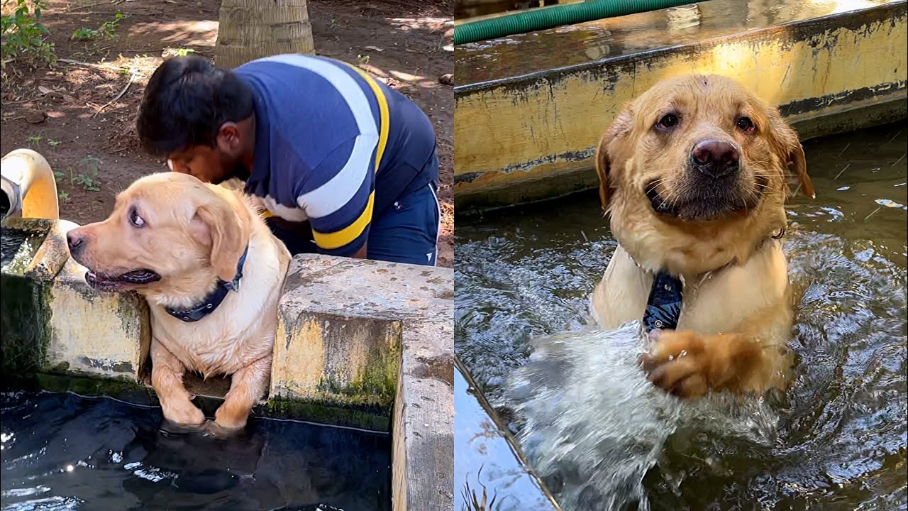Adorable Labrador dog swims in the mini water tank with his big brother ...