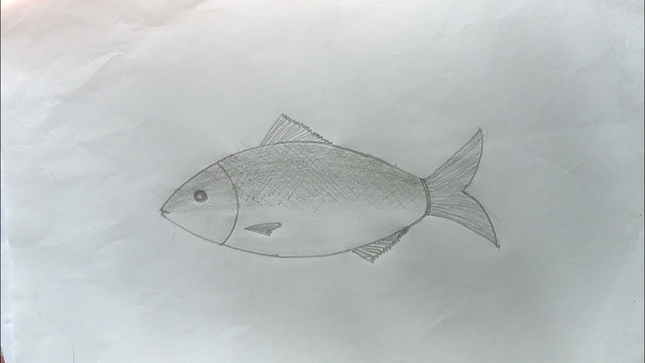 how to draw a nice hilsa fish 🐟🐟 step by step by easy way for beginners ...