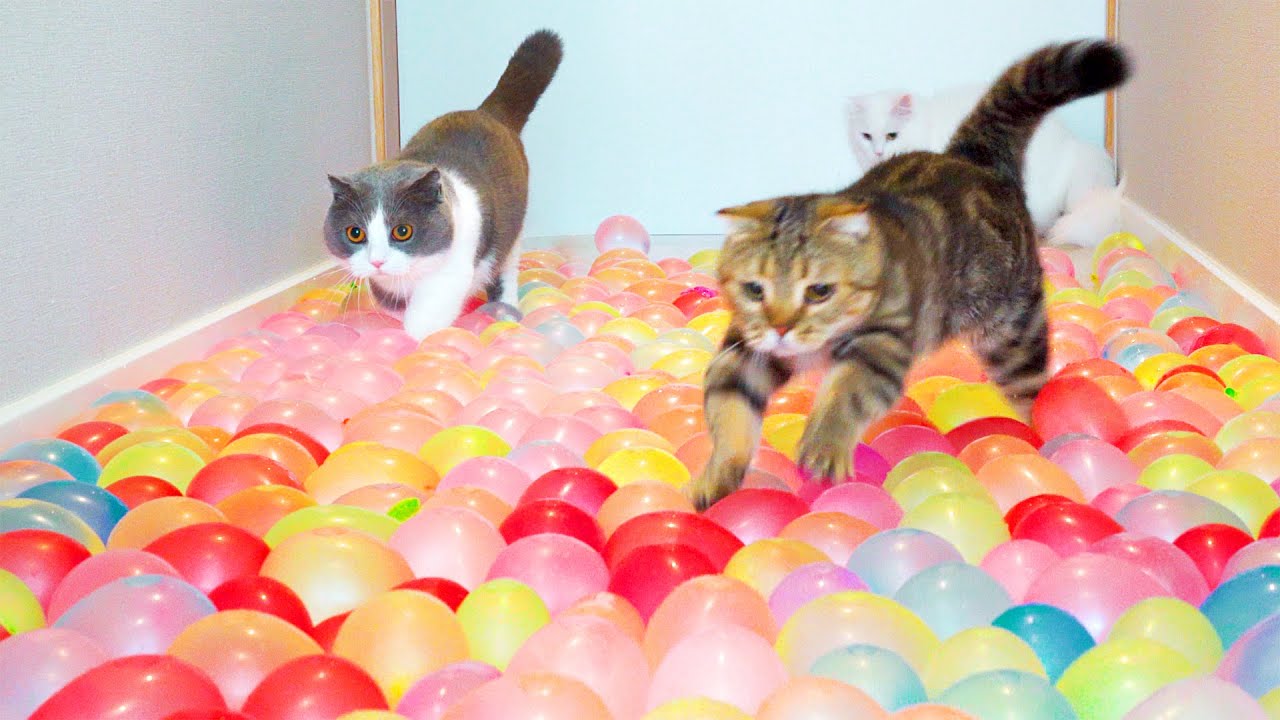 Can Cats Walk On Water Balloon Floor? - YouTube