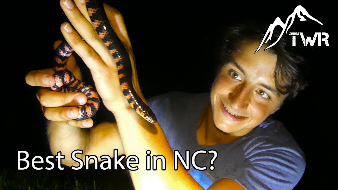 The Eastern Mud Snake: Everything You Need To Know! (4K) - YouTube