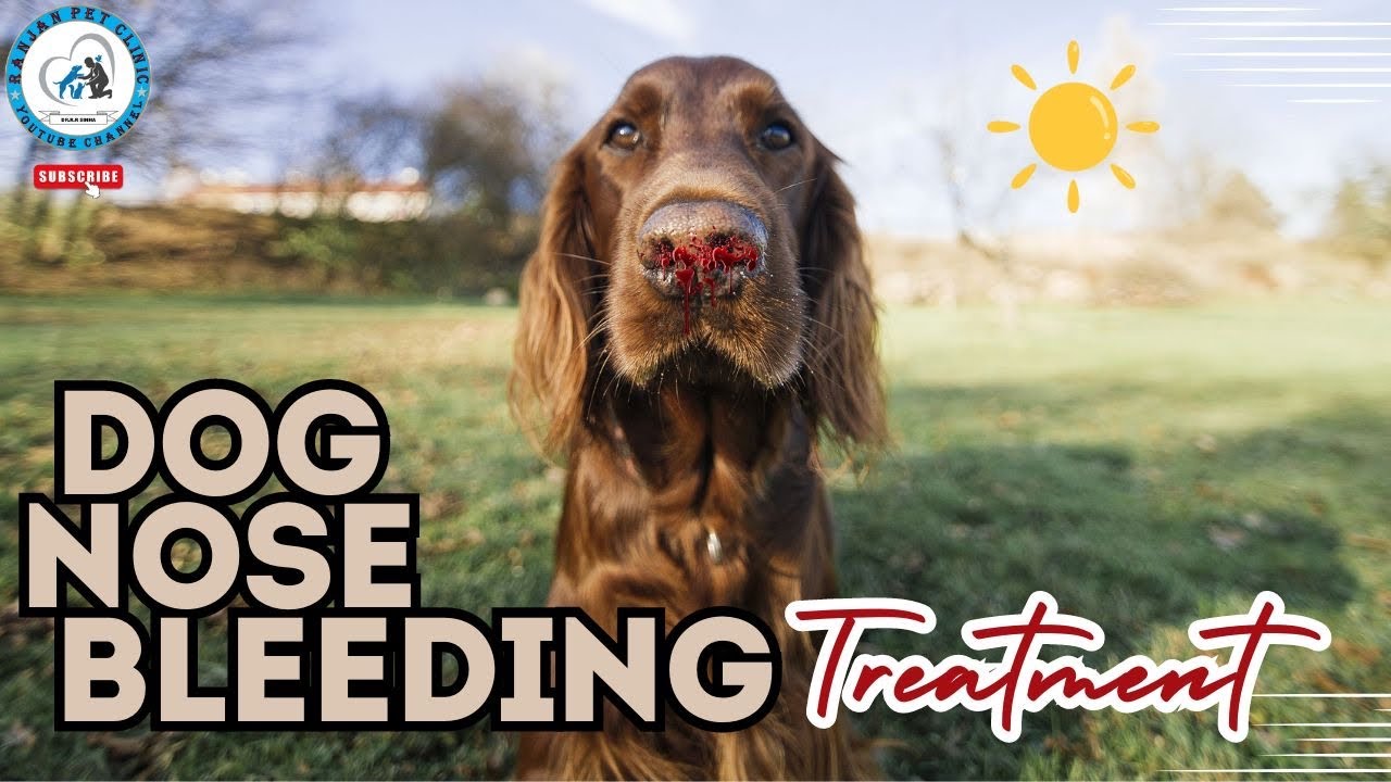 Nose bleeding ( नाक से खून आना ) in dogs - कारण और इलाज #dogs # ...