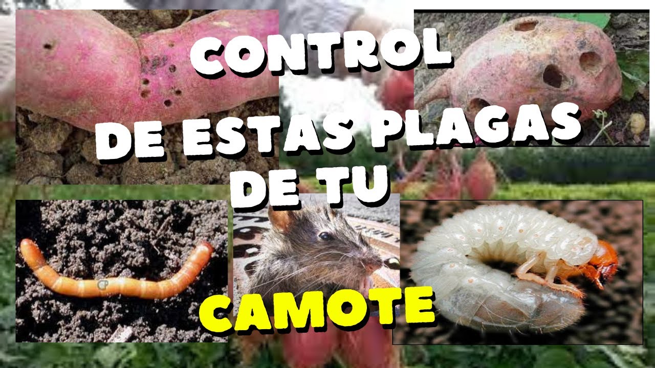 plagas y enfermedades del CAMOTE///COMO CONTROLARLAS - YouTube