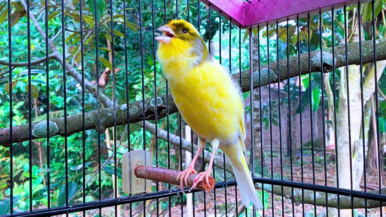 Your Canary is Quiet, Turn to Sing Along - Canary Training Song - YouTube