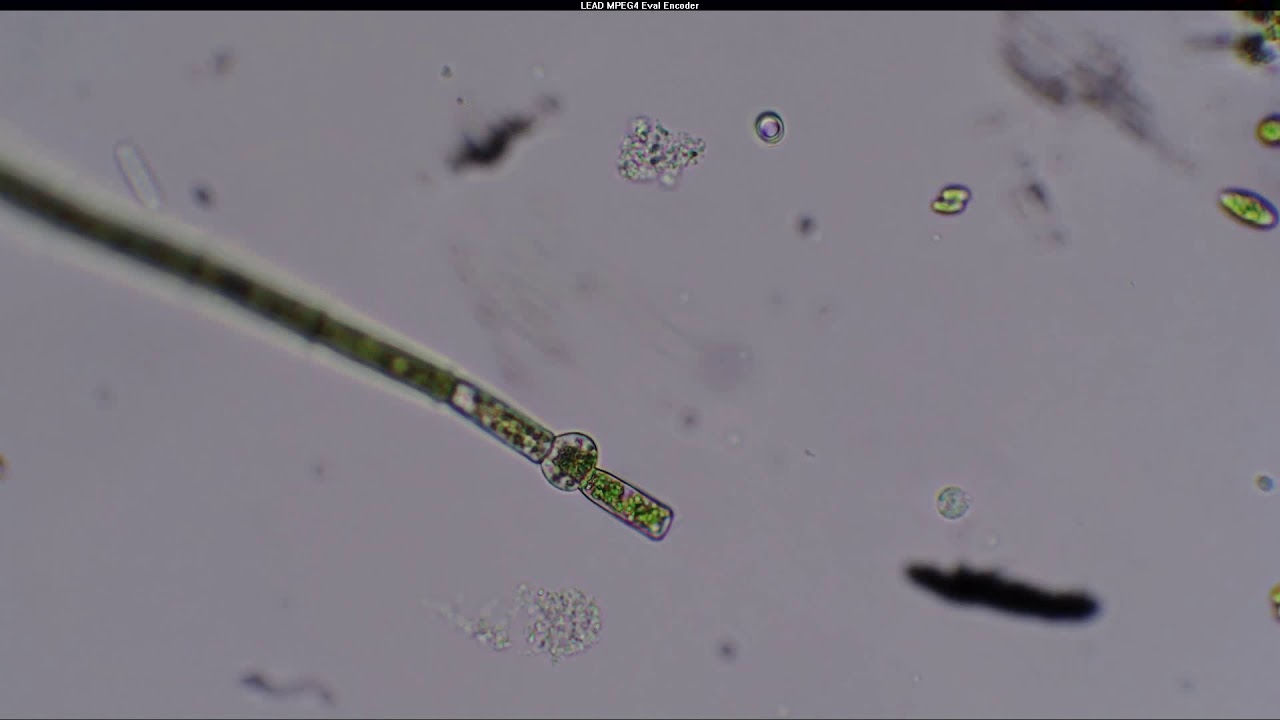 Alga verde filamentosa - YouTube