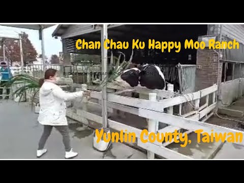 Chan Chau Ku Happy Moo Ranch, Yunlin County Taiwan/1-12-23 (Taiwan Memory)