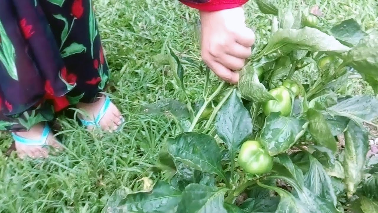 See How to Make Capsicum in Small Areas in Front of Your House|Capsicum ...