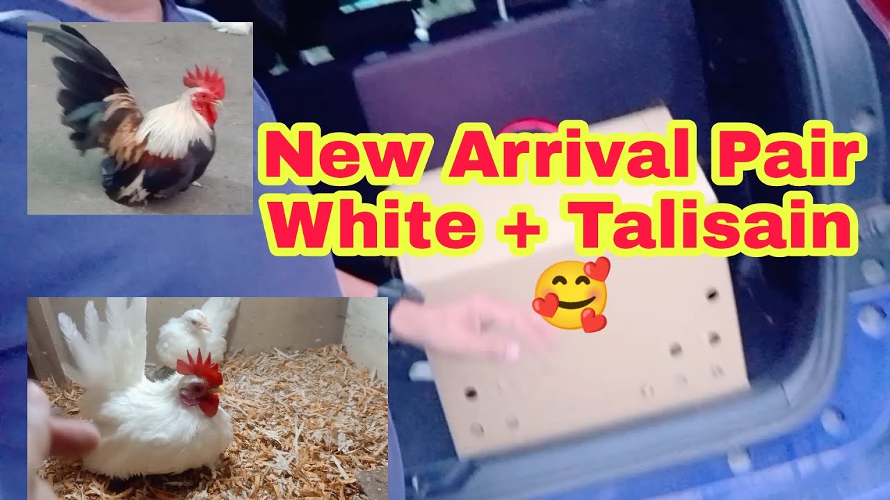 MERON AKONG BAGONG KUHANG CHABO JAPANESE BANTAM | TALISAIN AND PAIR ...