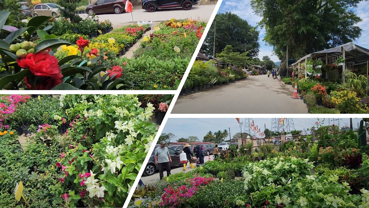 SC Garden Nursery Sungai Buloh: The Ultimate Plant Haul & Guide to ...