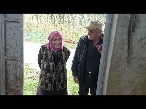 HAKİKİ SİMANTEL GEBE DÜVEM GELDİ.ANNEMİN DUYGULU KONUŞMASI.KÖYDEKİ BESİLİK HAYVANLARIMIZ#simental