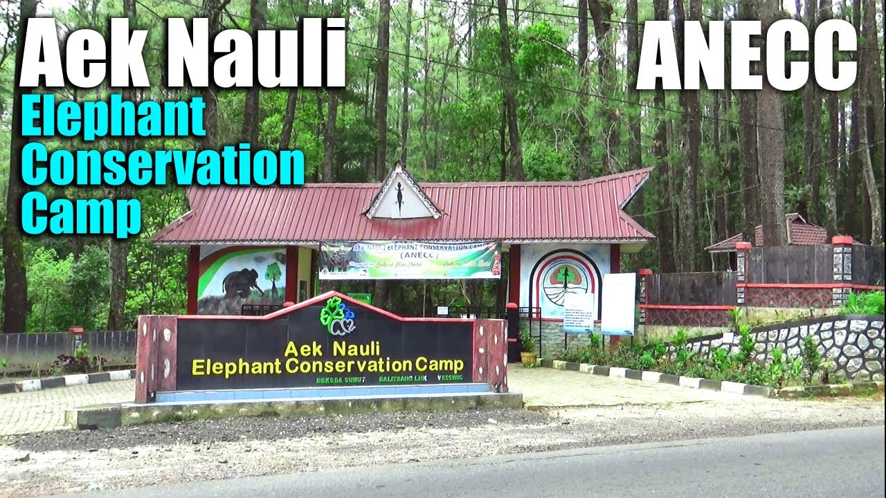 Gajah Aek Nauli | Aek Nauli Elephant Conservation Camp - Sumatera Utara ...