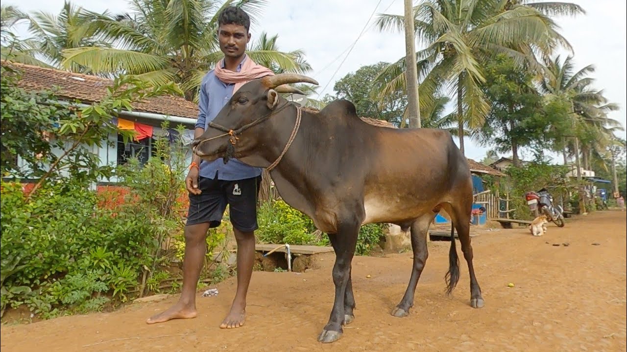 Malnad gidda bull at Shankarikoppa - YouTube