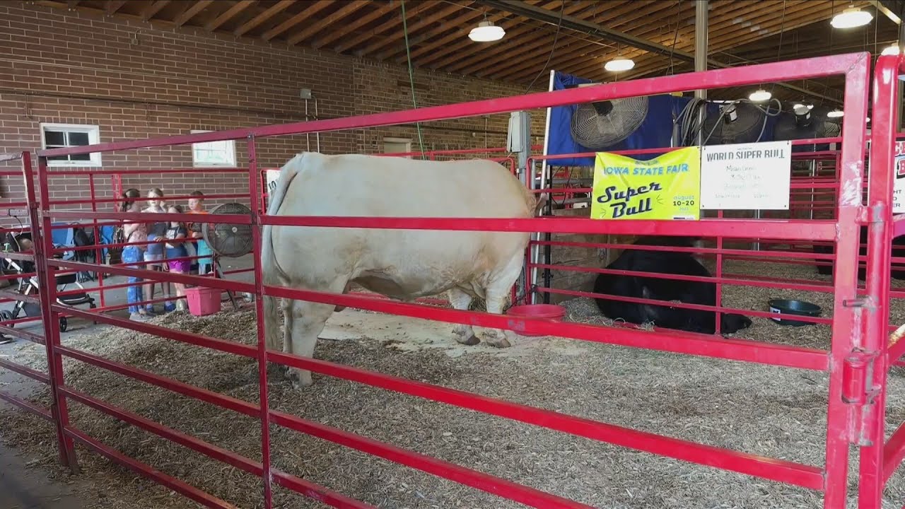 Crowning Of Biggest Boar and Biggest Bull At Iowa State Fair - YouTube