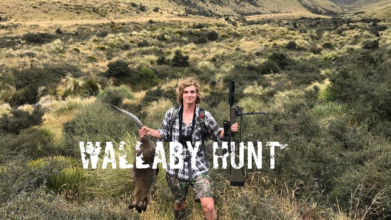 Wallaby Hunting - YouTube