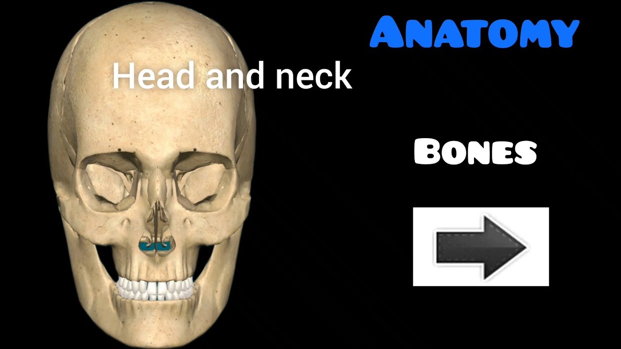 Anatomy| Head and Neck|bones| - YouTube