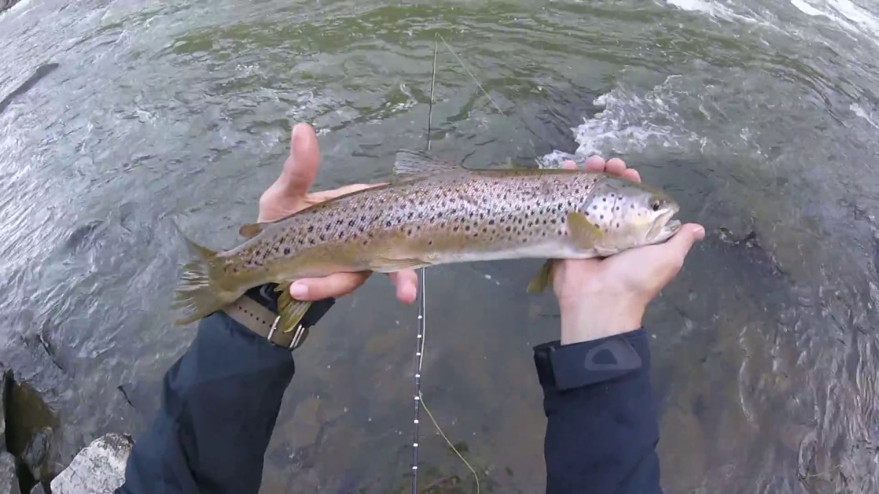 20 Inch Madison River Brown Trout 5-29-17 - YouTube