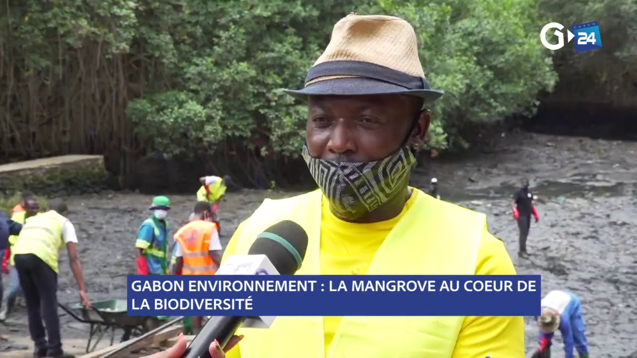 GABON LA MANGROVE AU COEUR DE LA BIODIVERSITÉ - YouTube
