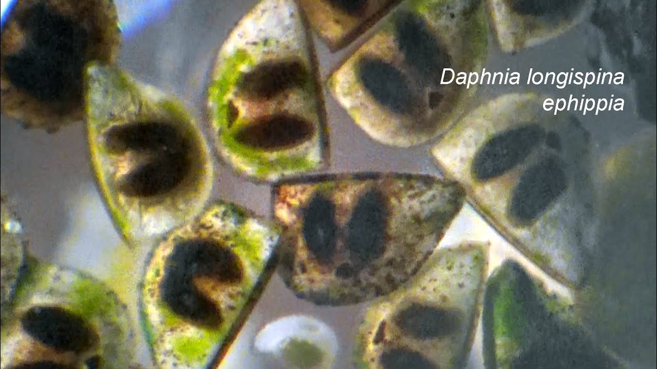 EPHIPPIA Daphnia Longispina - YouTube