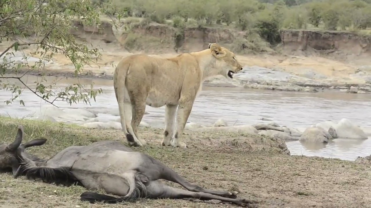 A Wildebeest Arises From Death by A Lioness - YouTube