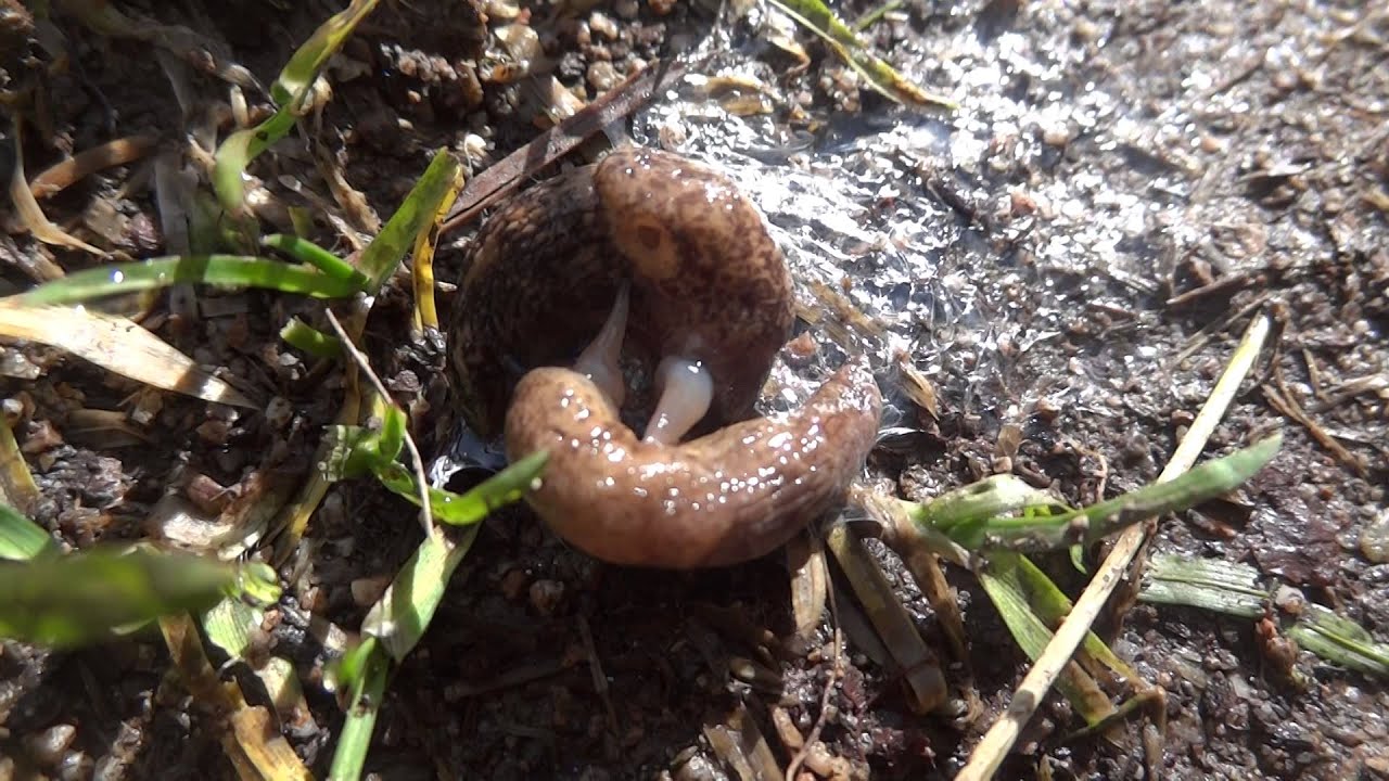 Accouplement de limaces - YouTube