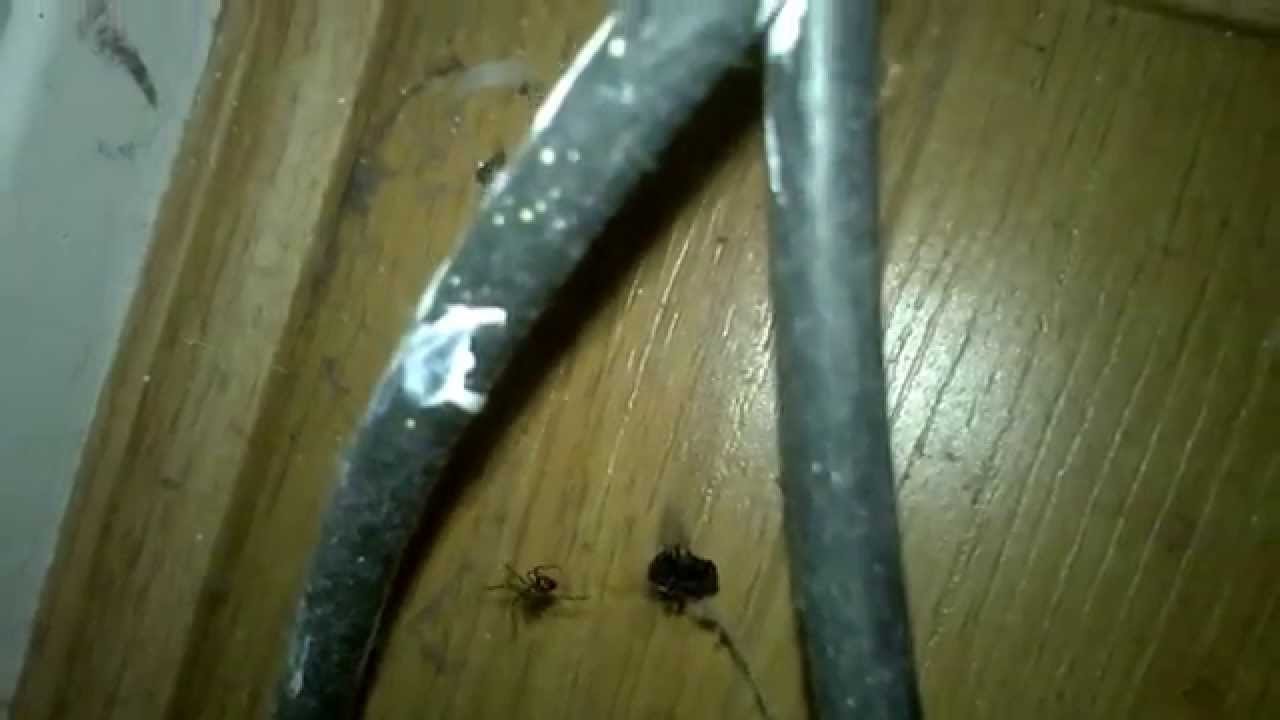 When a spider attacks a house fly behind TV - YouTube