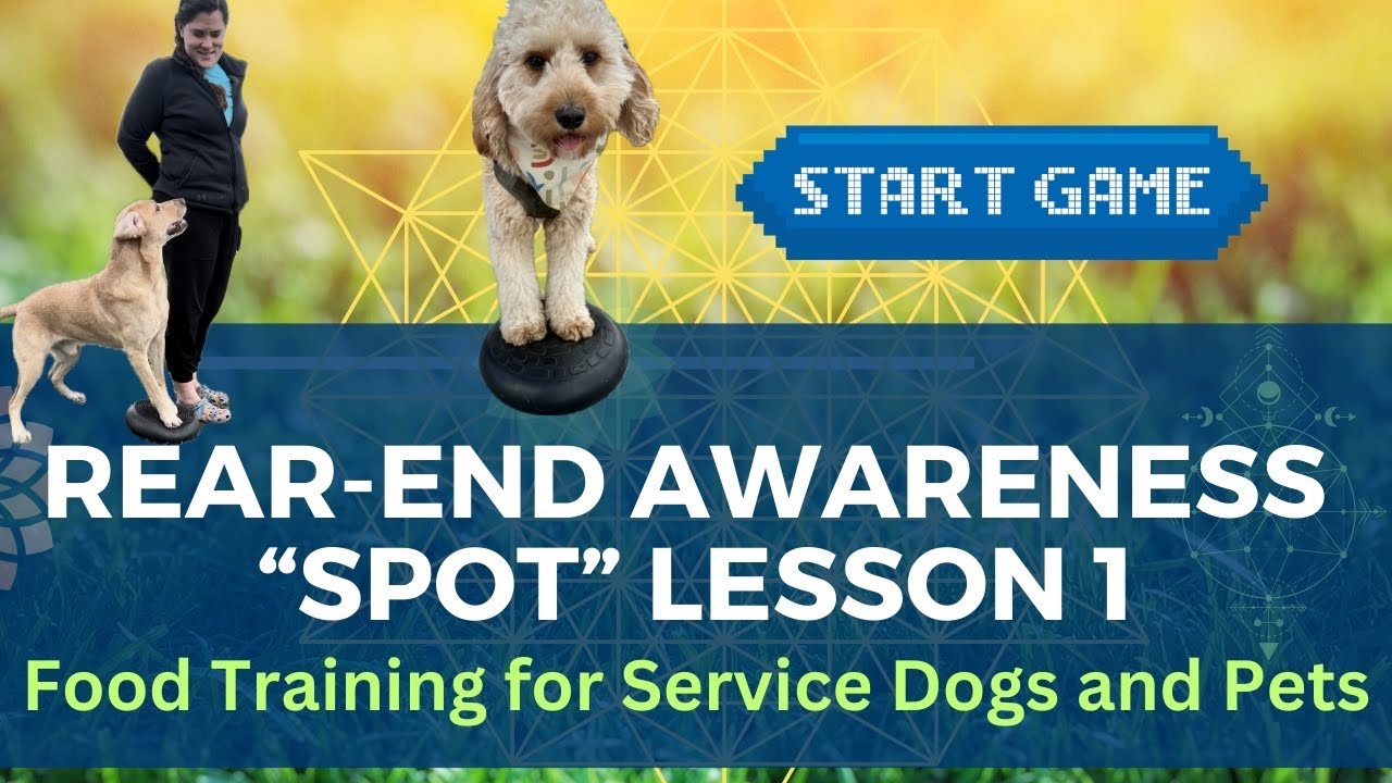 Griz | 9-Week-Old Lab Puppy SPOT Training for Rear-End Awareness ...