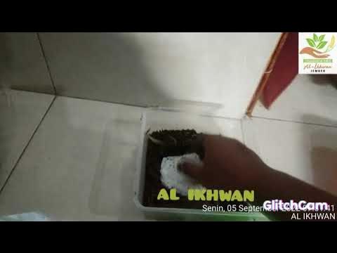 Cara Bikin jamur Mikoriza - YouTube