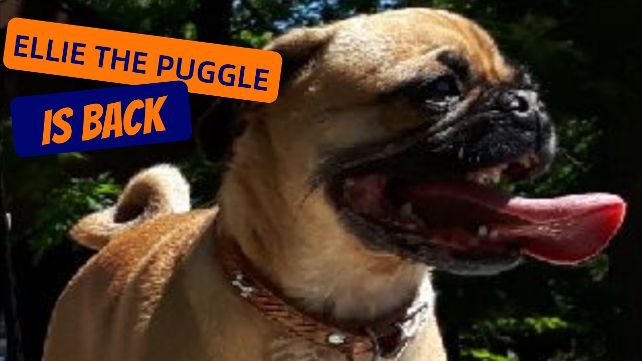 Ellie The Puggle Is Back // Ellie Becomes A Country Girl - YouTube