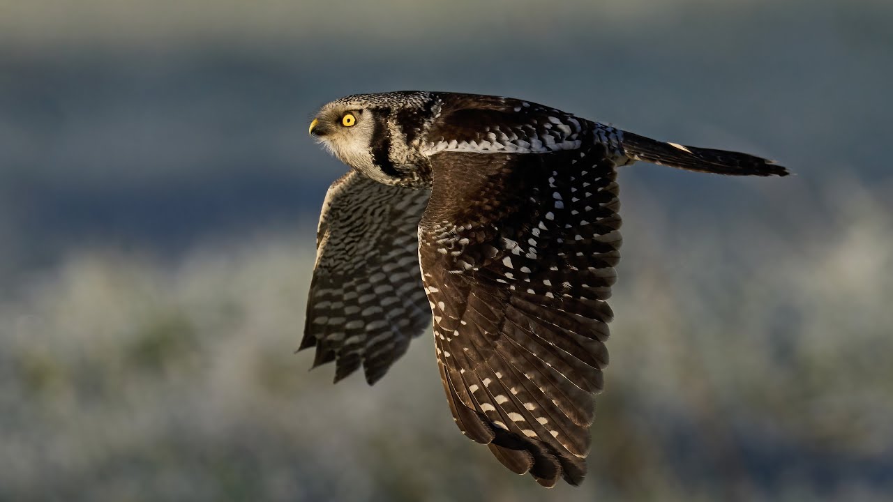 The RARE Northern Hawk Owl visiting Denmark - YouTube