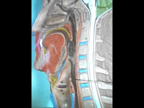 Anatomy model of the Oropharynx, nasopharynx, tonsils, and esophagus ...
