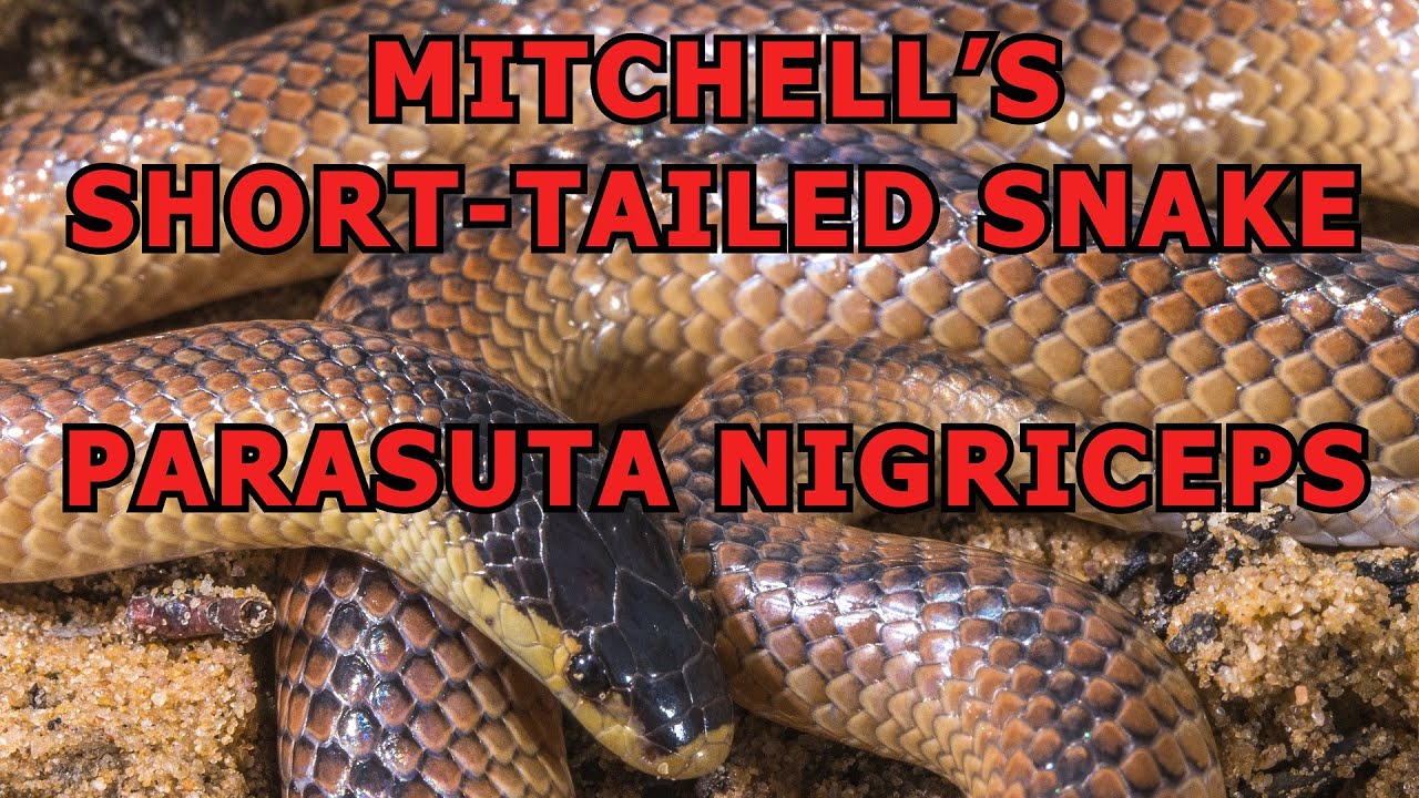 [4K] Mitchells Short-tailed Snake - Parasuta nigreceps - Northwest ...