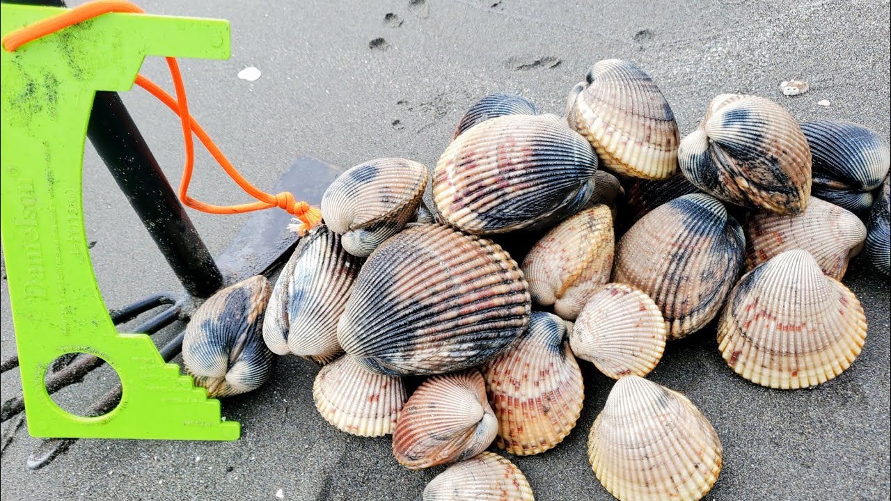 Coastal Foraging How To Find BIG Cockle Clams EASY YouTube Coastal Foraging How To Find BIG Cockle Clams EASY YouTube