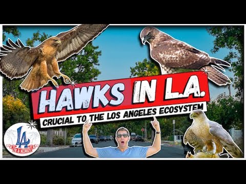 Hawks in L.A. - NATIVE Birds Crucial to the Ecosystem - YouTube