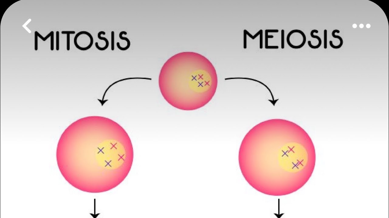 Mitosis VS Meiosis - YouTube