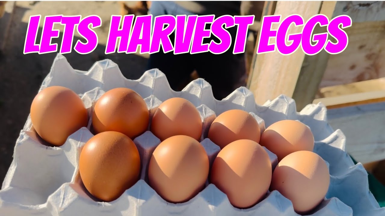 LETS HARVEST EGGS 🥚 - YouTube