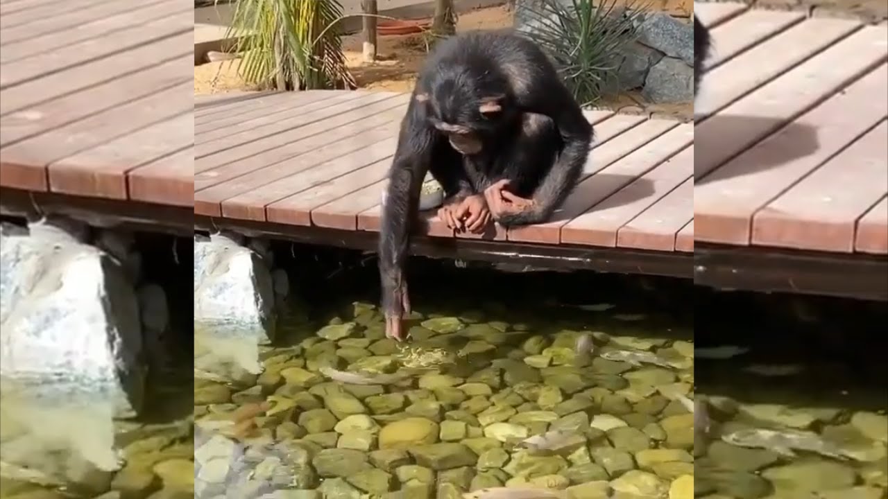 Monkey feeding fish - YouTube