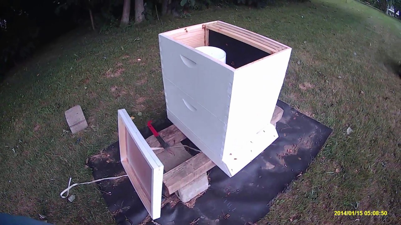 introducing queen bee to split queenless hive - YouTube