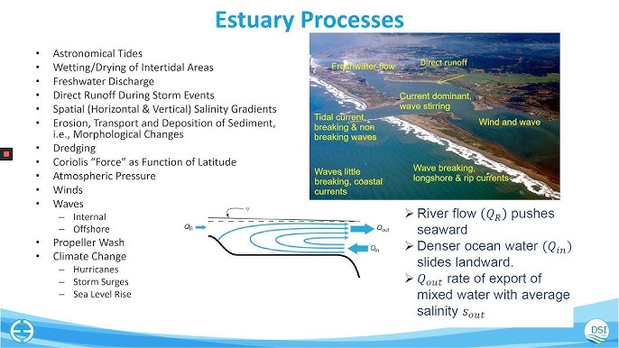 Estuary Diagram For Kids