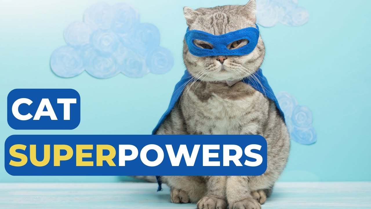Cat Superpowers That Make Them Awesome. 🦸‍♂️ The Amazing Abilities of ...