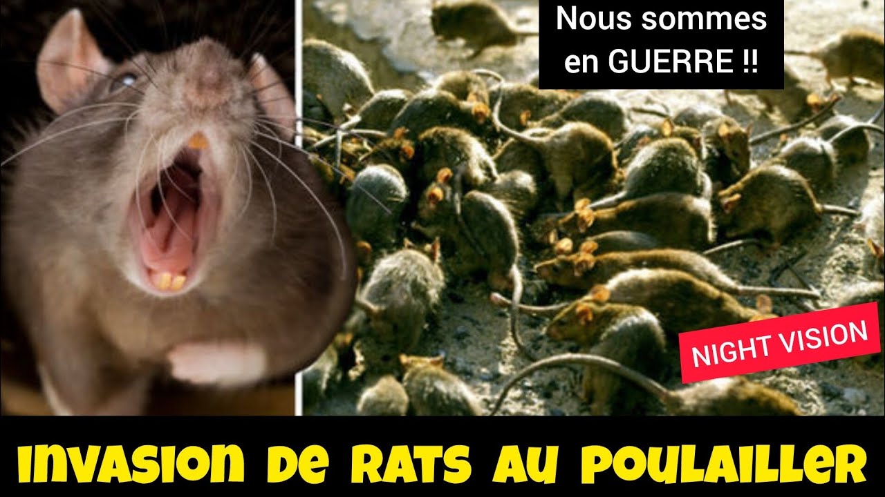 Comment se débarrasser des RATS au POULAILLER - YouTube
