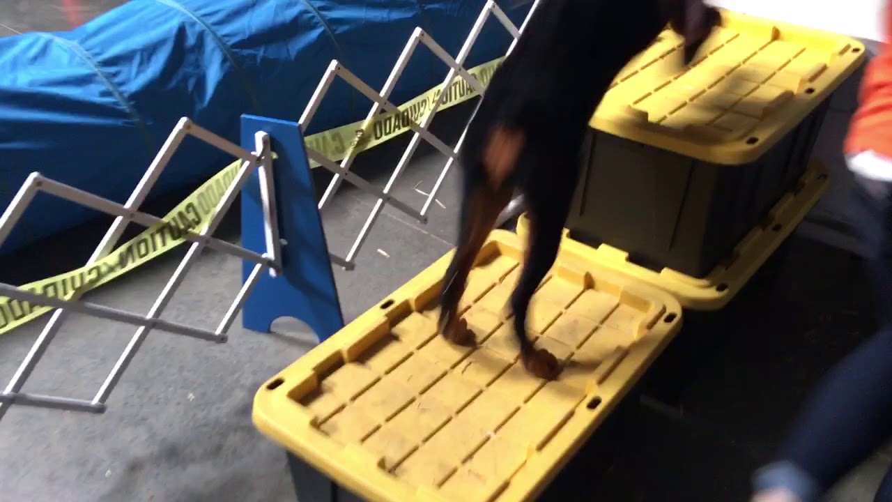 Rottweiler Puppy "Trace" Early Agility Training W/BAB Participant - YouTube