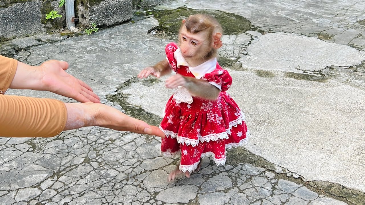 Baby monkey Tina happily ran to greet her mother when she saw her ...