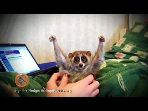 Loris Lento: La triste verità dietro il commercio e i suoi video ...