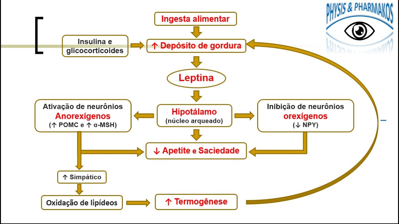 Leptina: aspectos fisiológicos - YouTube