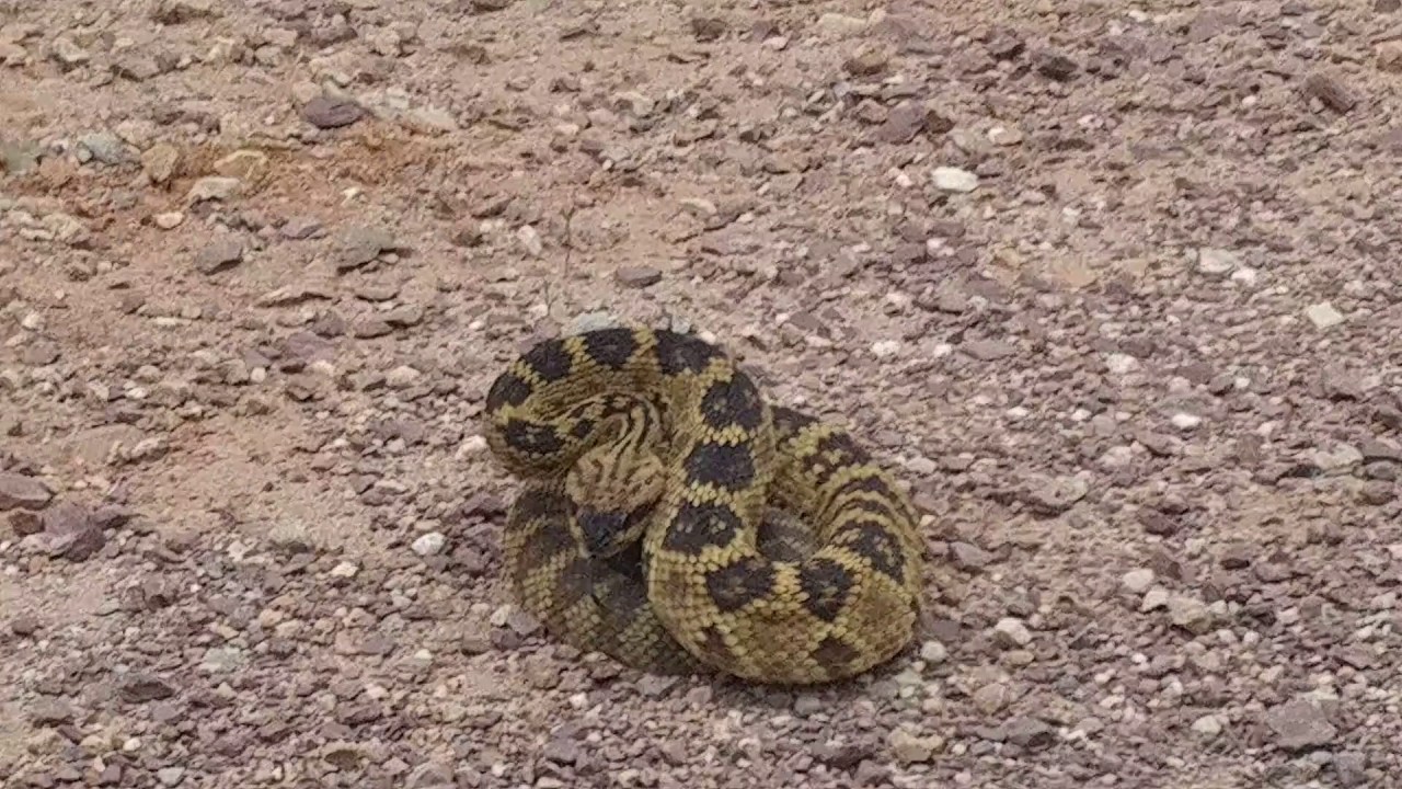 One Angry Rattlesnake - YouTube