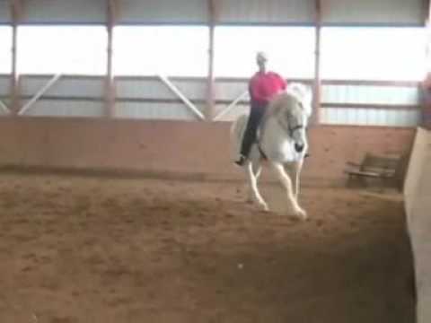 Drafthorses as riding horses.