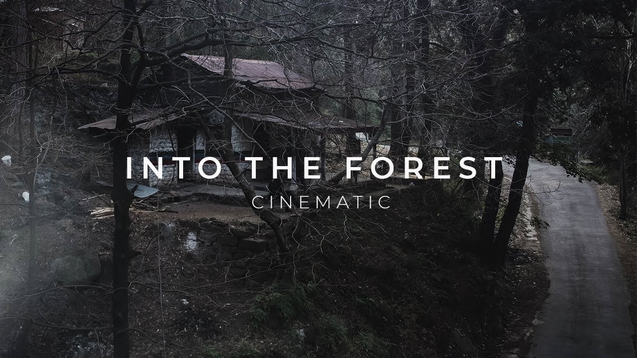 Cinematic Forest B Roll | Cinematic Danoi Forest Film | Cinematic ...