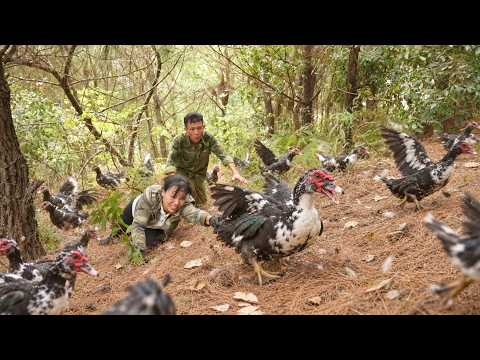 Harvesting Wild Muscovy Ducks in the Mountains and Go To Market Sell | Single Life